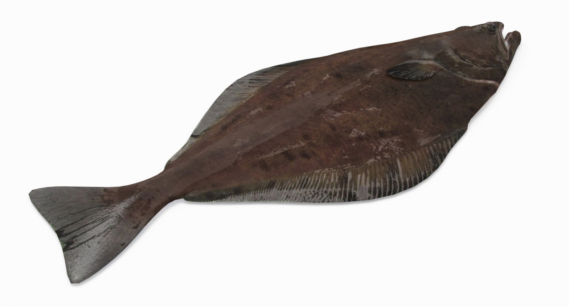 3D Halibut - TurboSquid 1202785