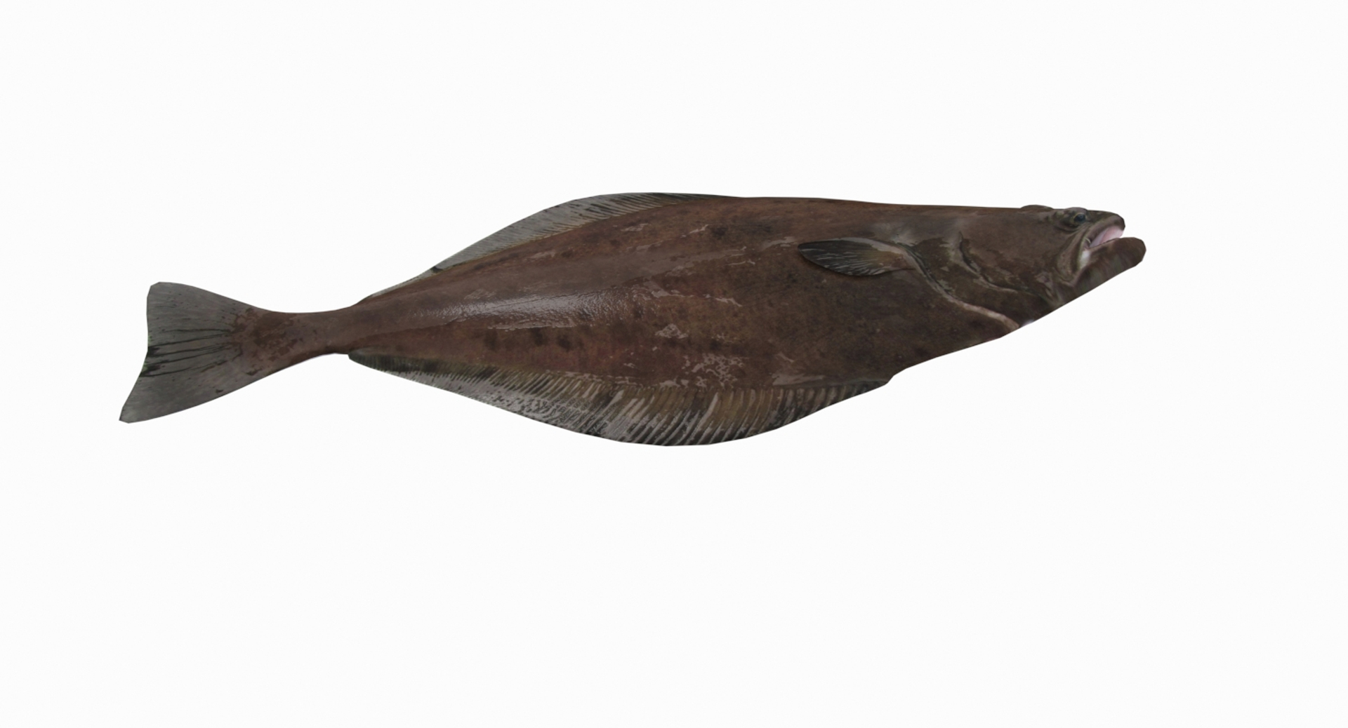 3D Halibut - TurboSquid 1202785