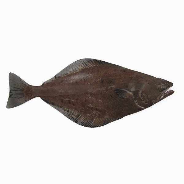 3D lingcod ling cod - TurboSquid 1223710