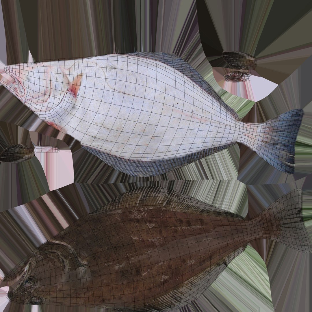 3D Halibut - TurboSquid 1202785