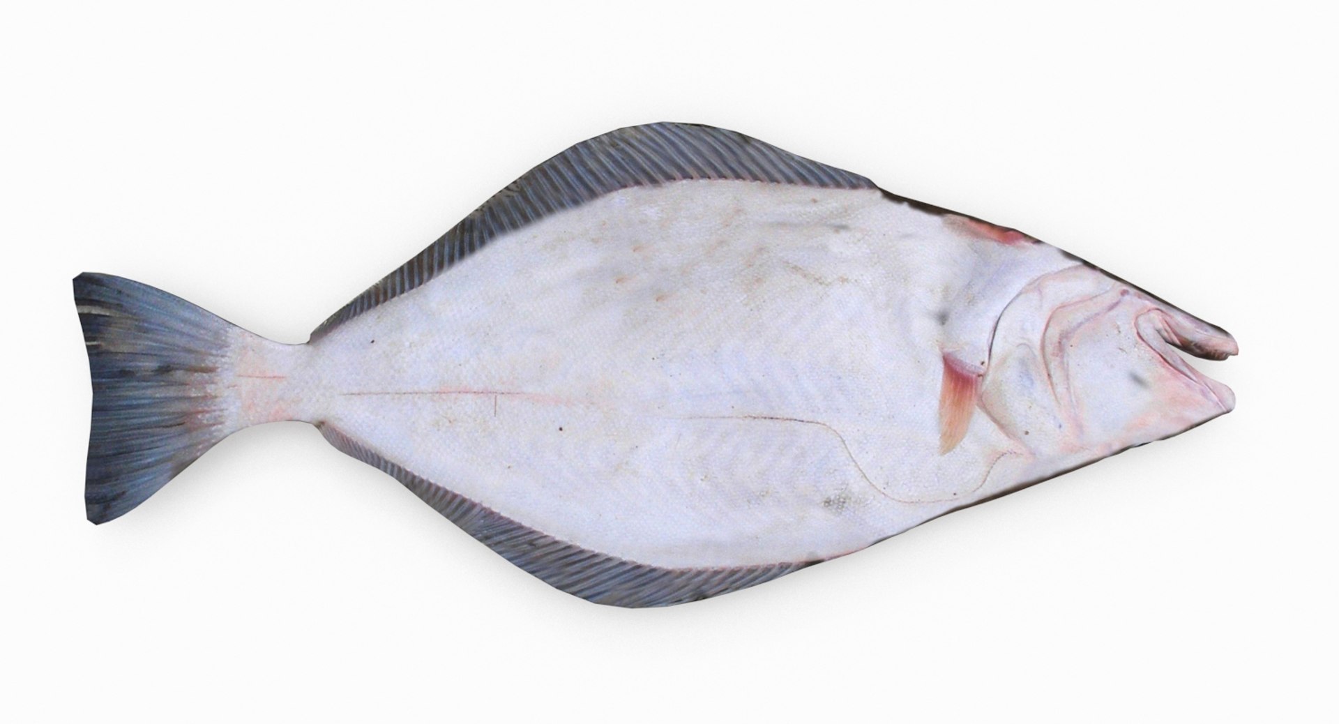 3D Halibut - TurboSquid 1202785