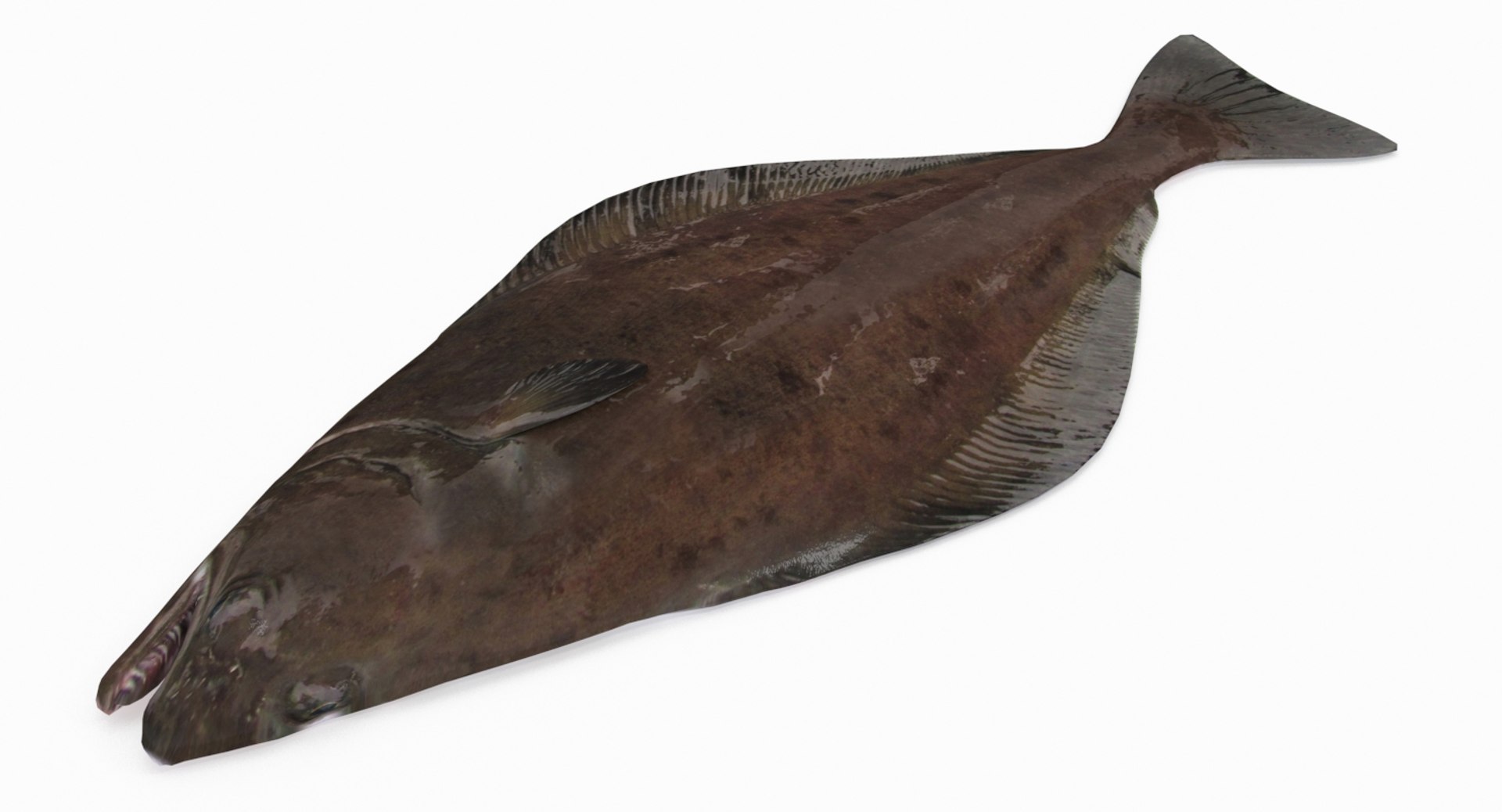 3D Halibut - TurboSquid 1202785