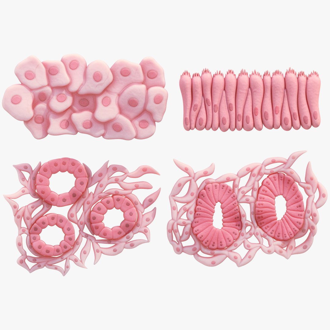 3D Epithelial Tissues - TurboSquid 2100516
