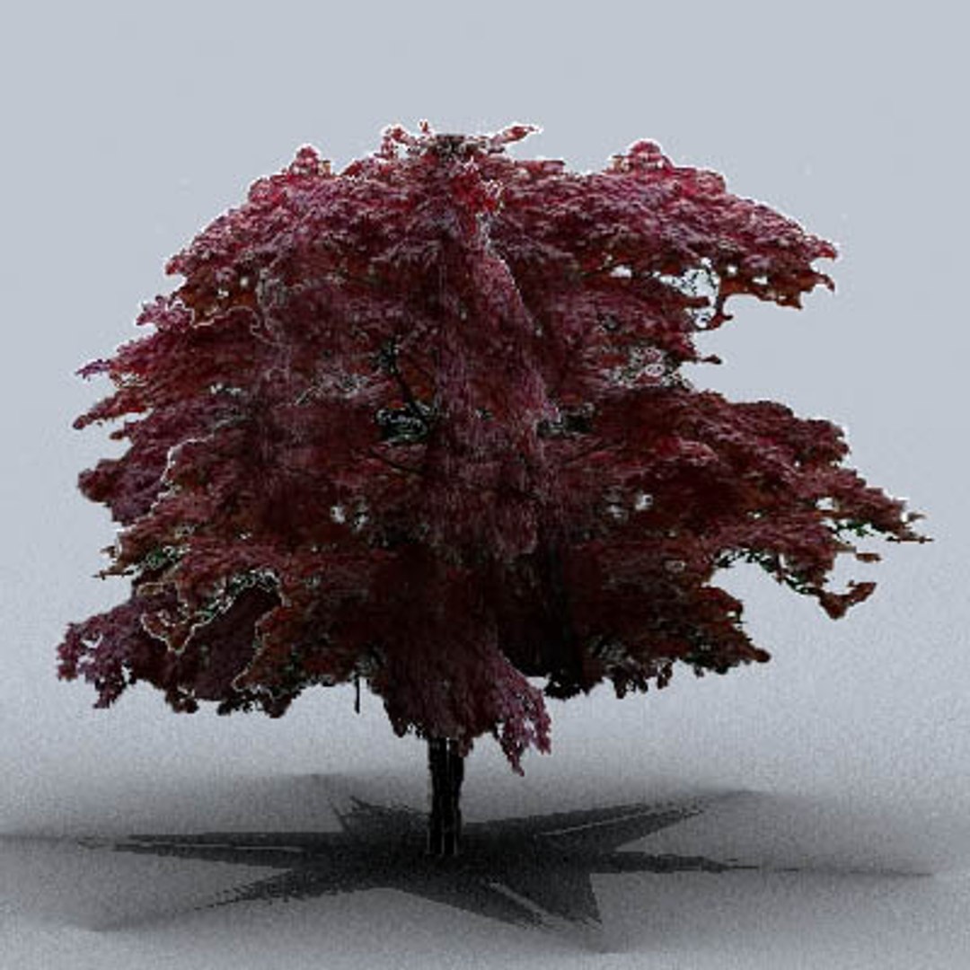 Japanese Maple Trees Max