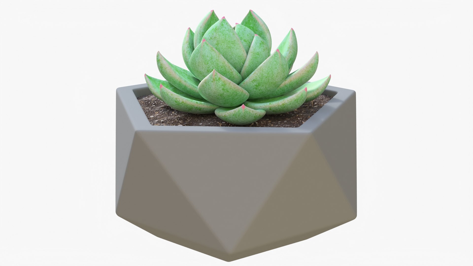 3D Succulent 02 H Model - TurboSquid 1987495