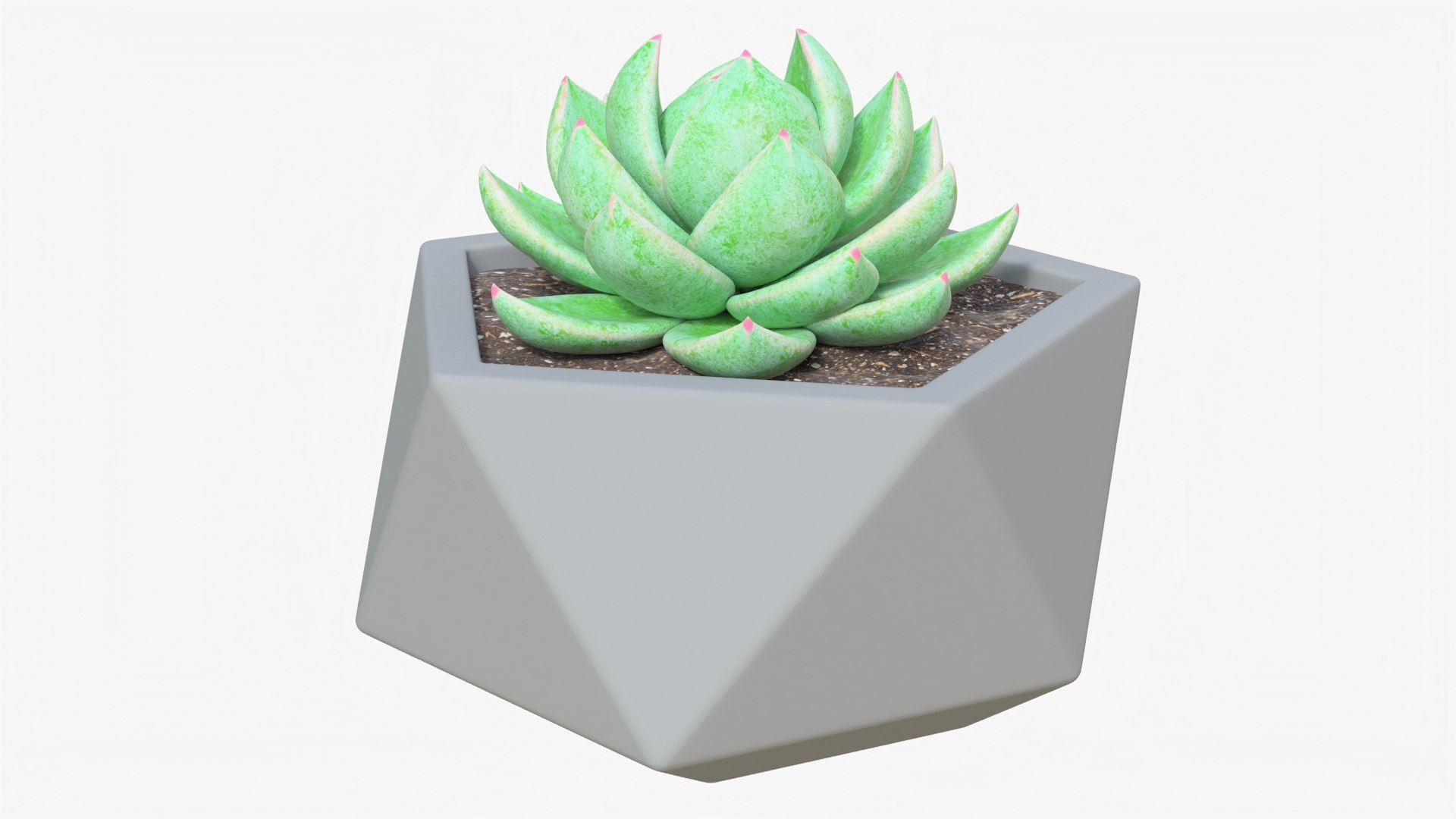 3D Succulent 02 H Model - TurboSquid 1987495