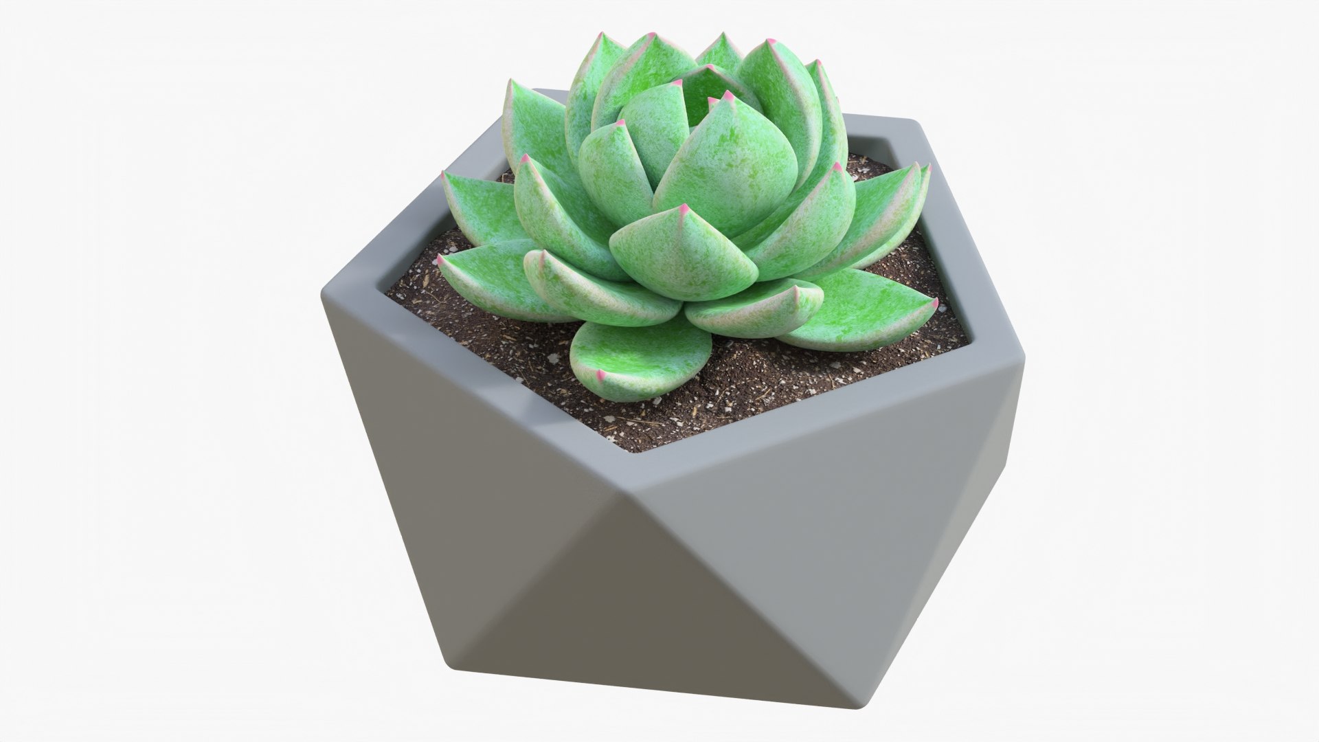 3D Succulent 02 H Model - TurboSquid 1987495