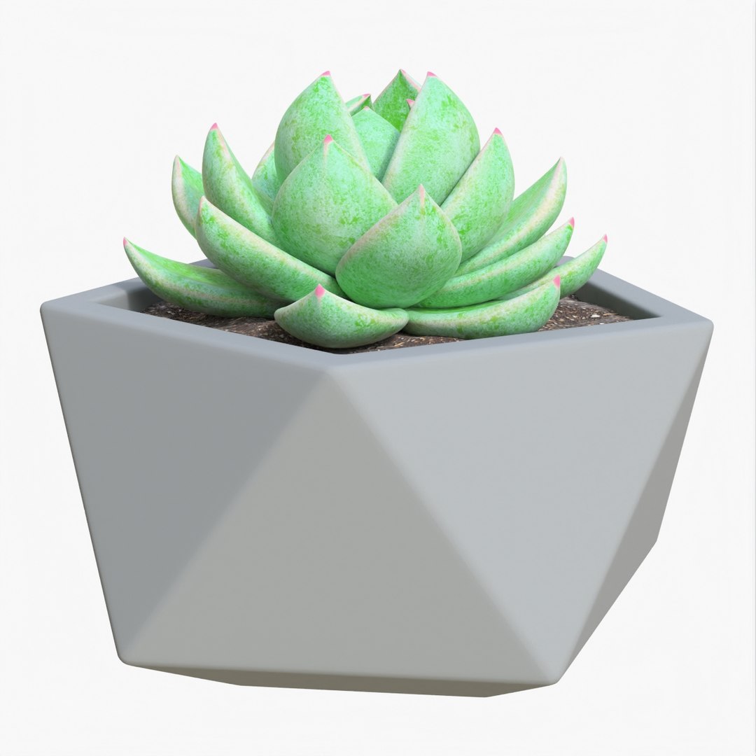 3D Succulent 02 H Model - TurboSquid 1987495