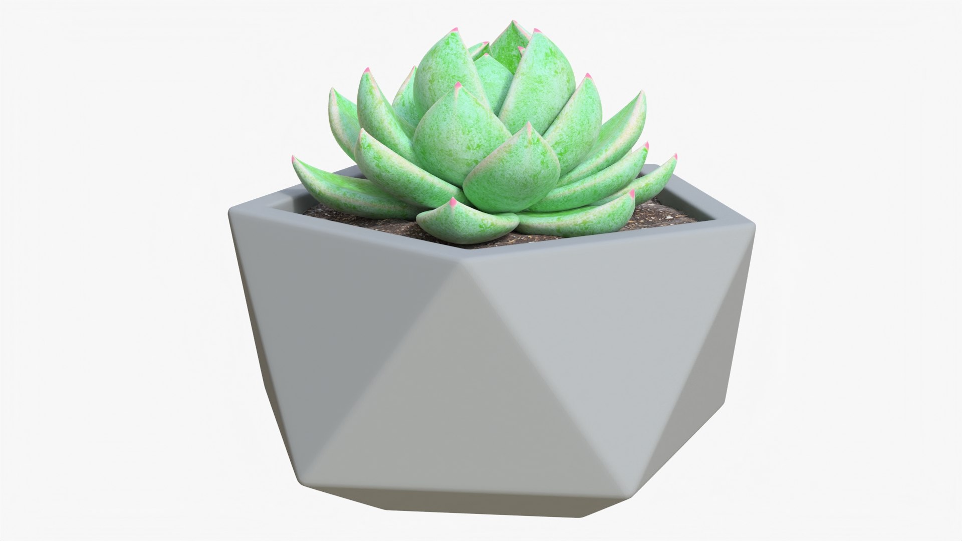 3D Succulent 02 H Model - TurboSquid 1987495