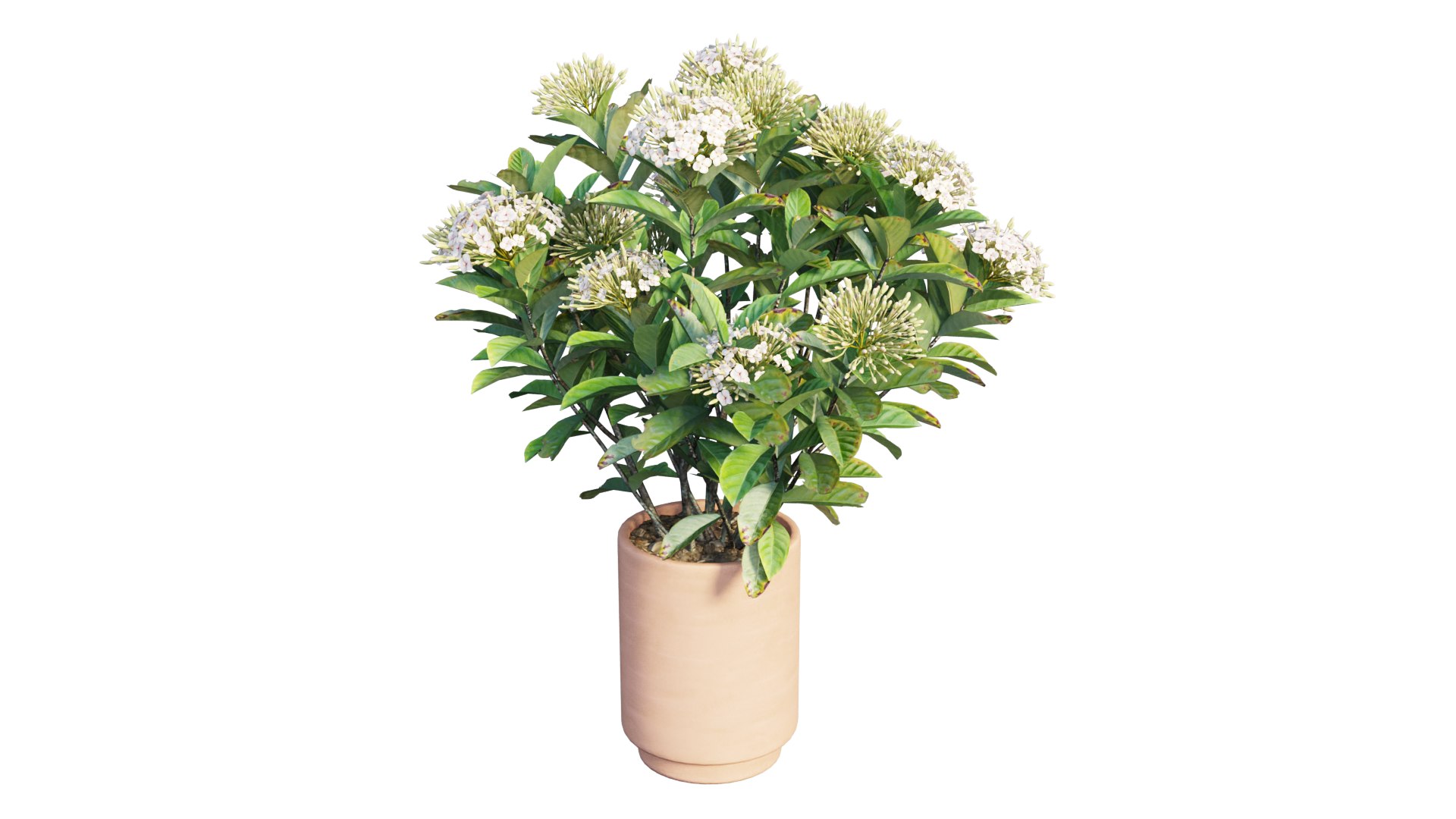 3D Model Ixora Plant In Pot 05 - TurboSquid 2212021