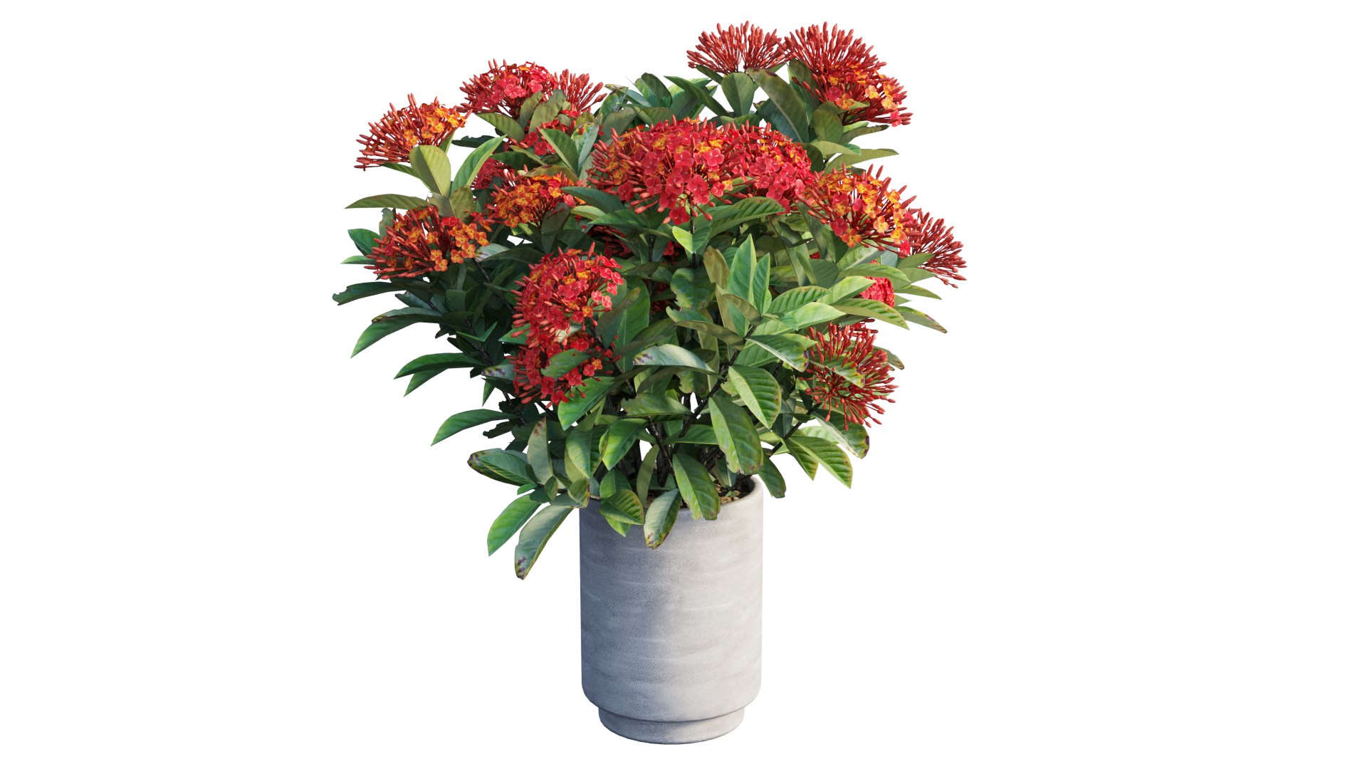 3D Model Ixora Plant In Pot 05 - TurboSquid 2212021