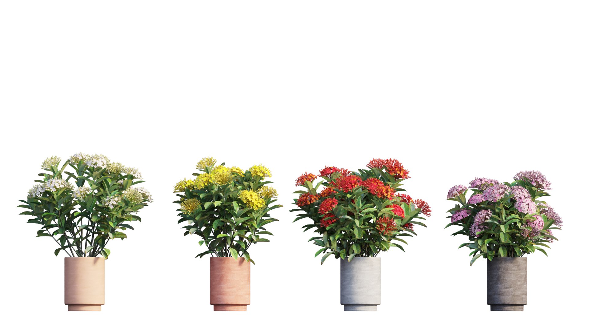 3D Model Ixora Plant In Pot 05 - TurboSquid 2212021