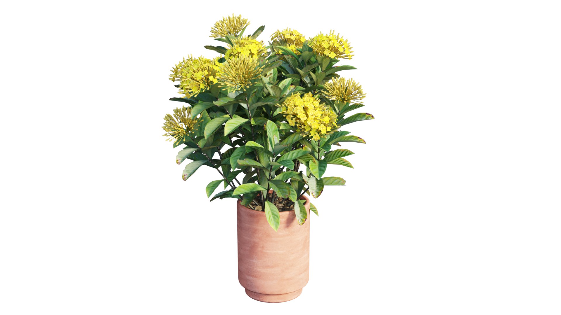 3D Model Ixora Plant In Pot 05 - TurboSquid 2212021