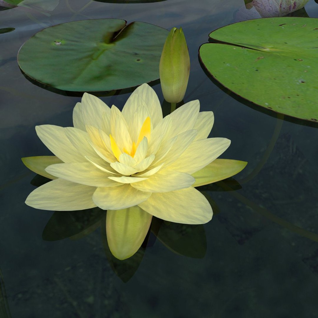 Nymphaea Water Lily Ma
