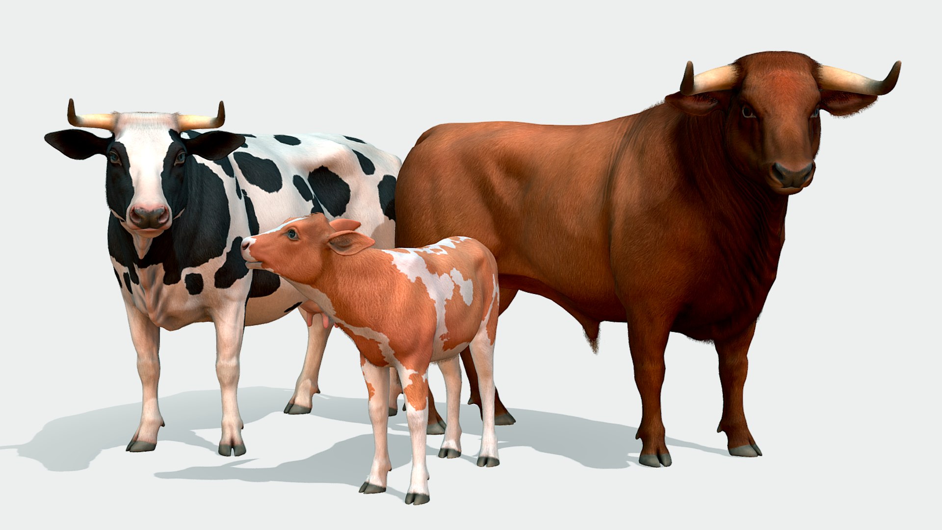 Cow Family 3D Model - TurboSquid 2500829