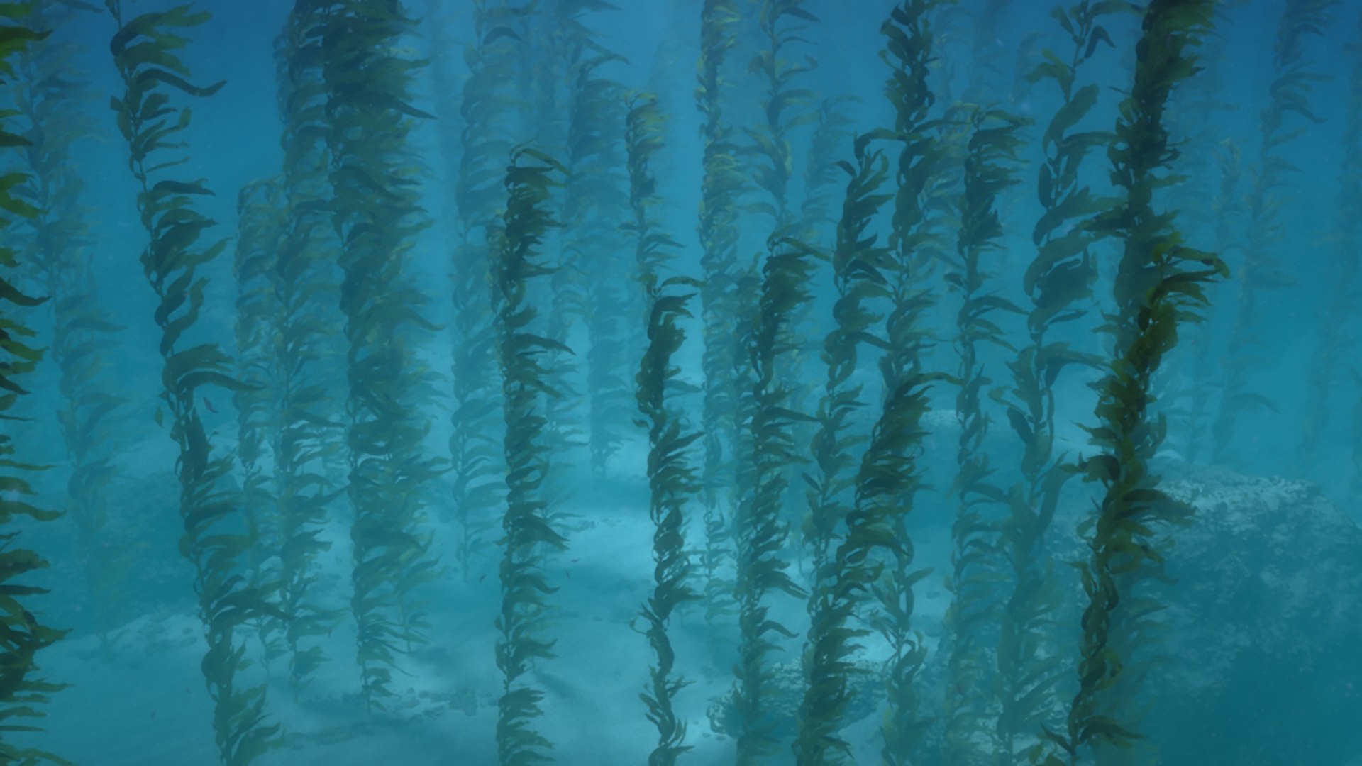 3D Photorealistic Water Seaweed - TurboSquid 1263738