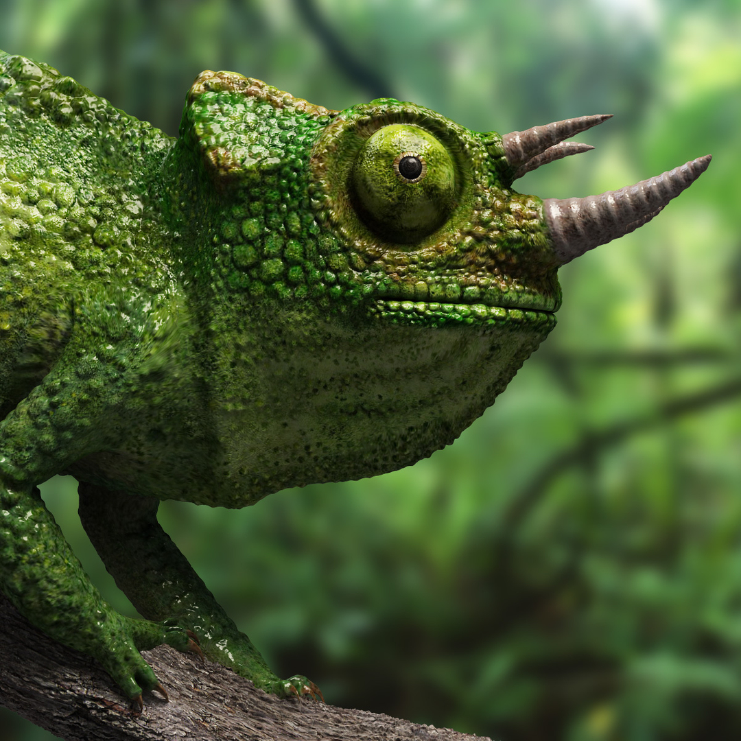 green chameleon lizards max