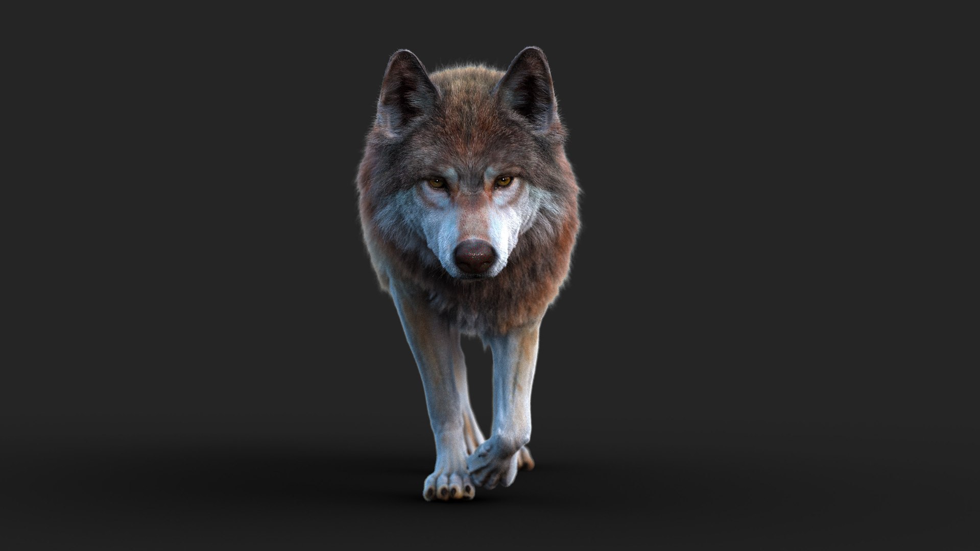 3D Wolf XGEN-CORE RIG Model - TurboSquid 2412273