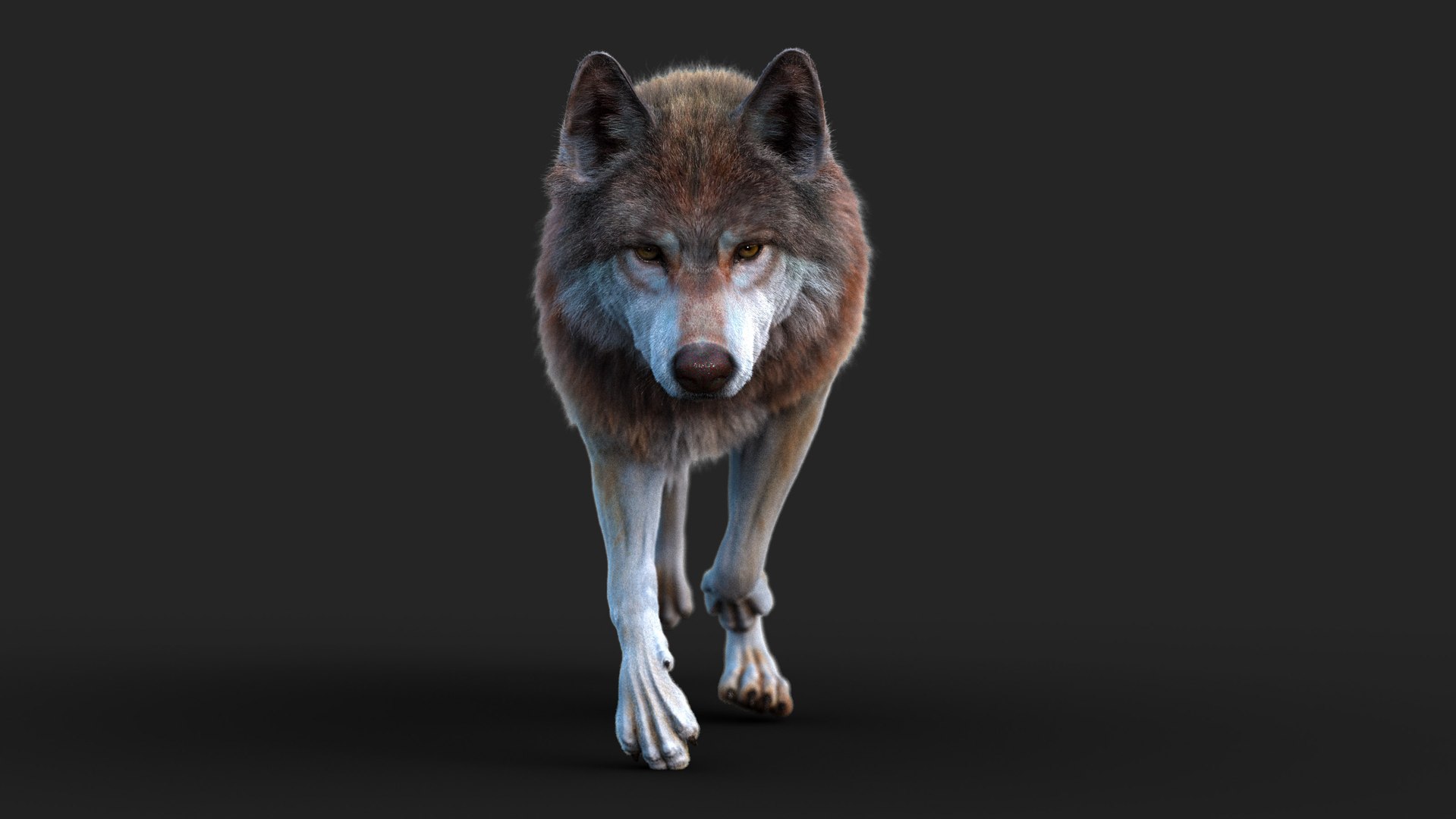 3D Wolf XGEN-CORE RIG Model - TurboSquid 2412273
