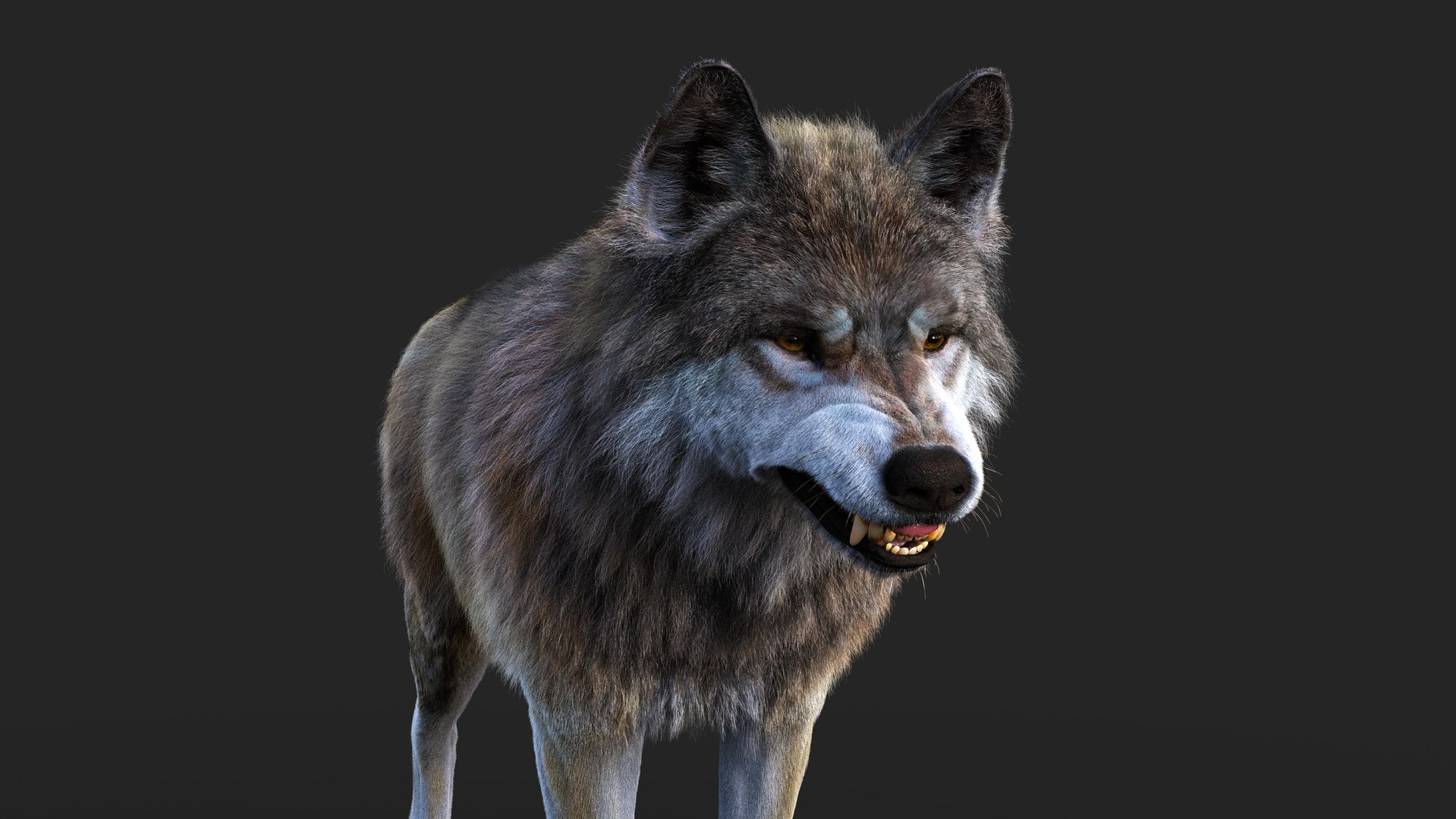 3D Wolf XGEN-CORE RIG Model - TurboSquid 2412273