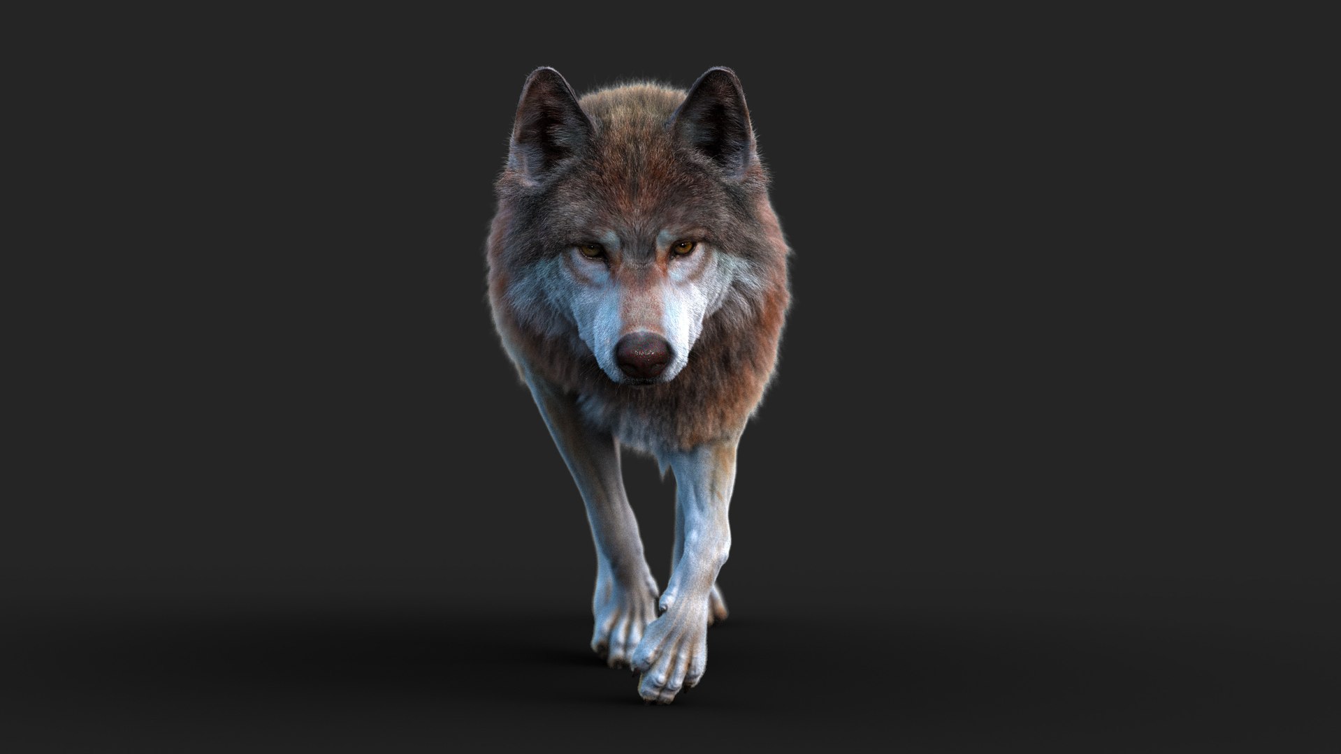 3D Wolf XGEN-CORE RIG Model - TurboSquid 2412273