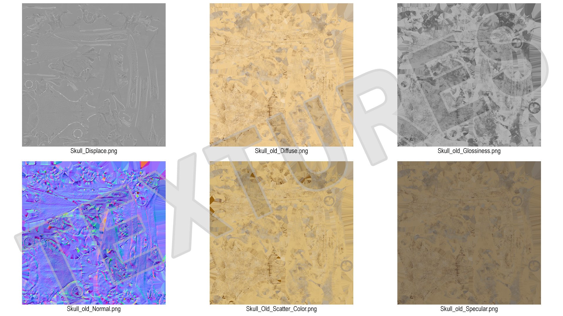 Crow Raven Skull Anatomy Model Aged 3D Model - TurboSquid 2371762