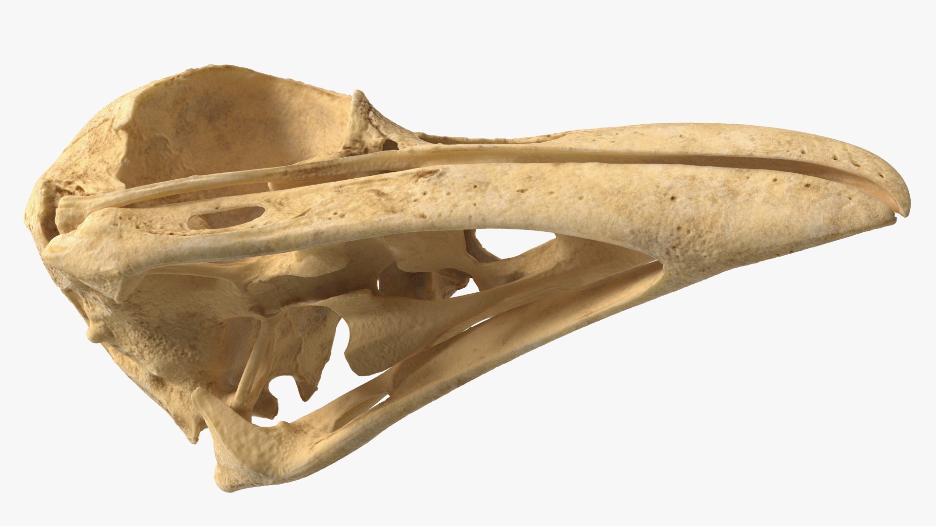 Crow Raven Skull Anatomy Model Aged 3D Model - TurboSquid 2371762
