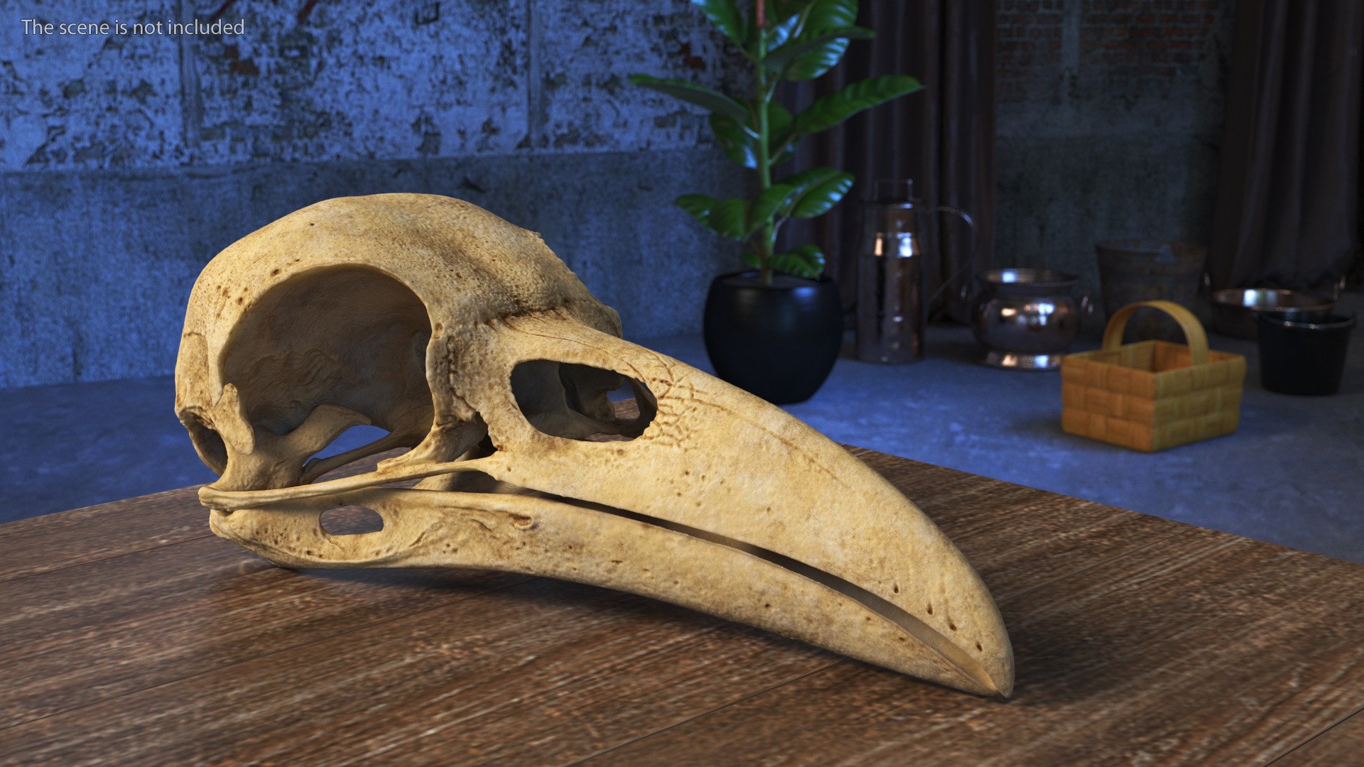 Crow Raven Skull Anatomy Model Aged 3D Model - TurboSquid 2371762