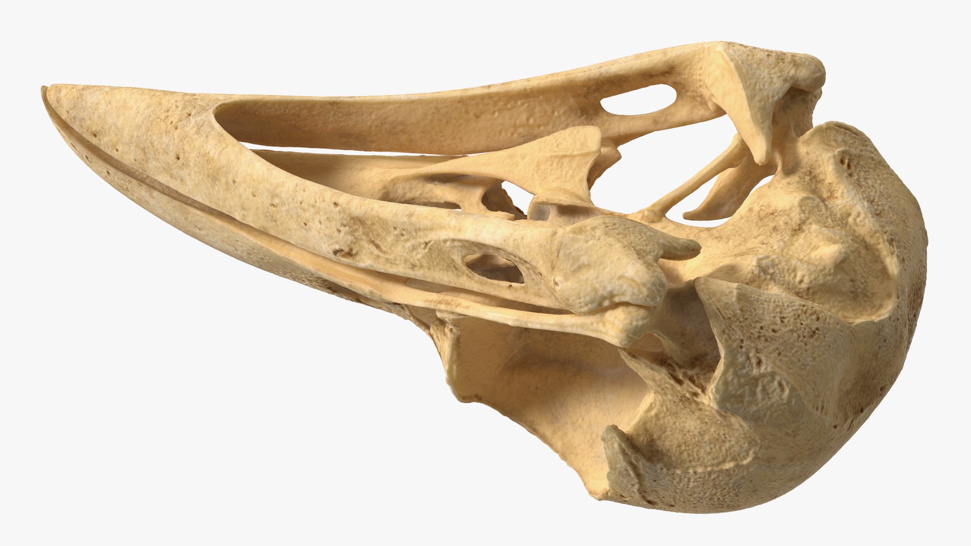 Crow Raven Skull Anatomy Model Aged 3D Model - TurboSquid 2371762
