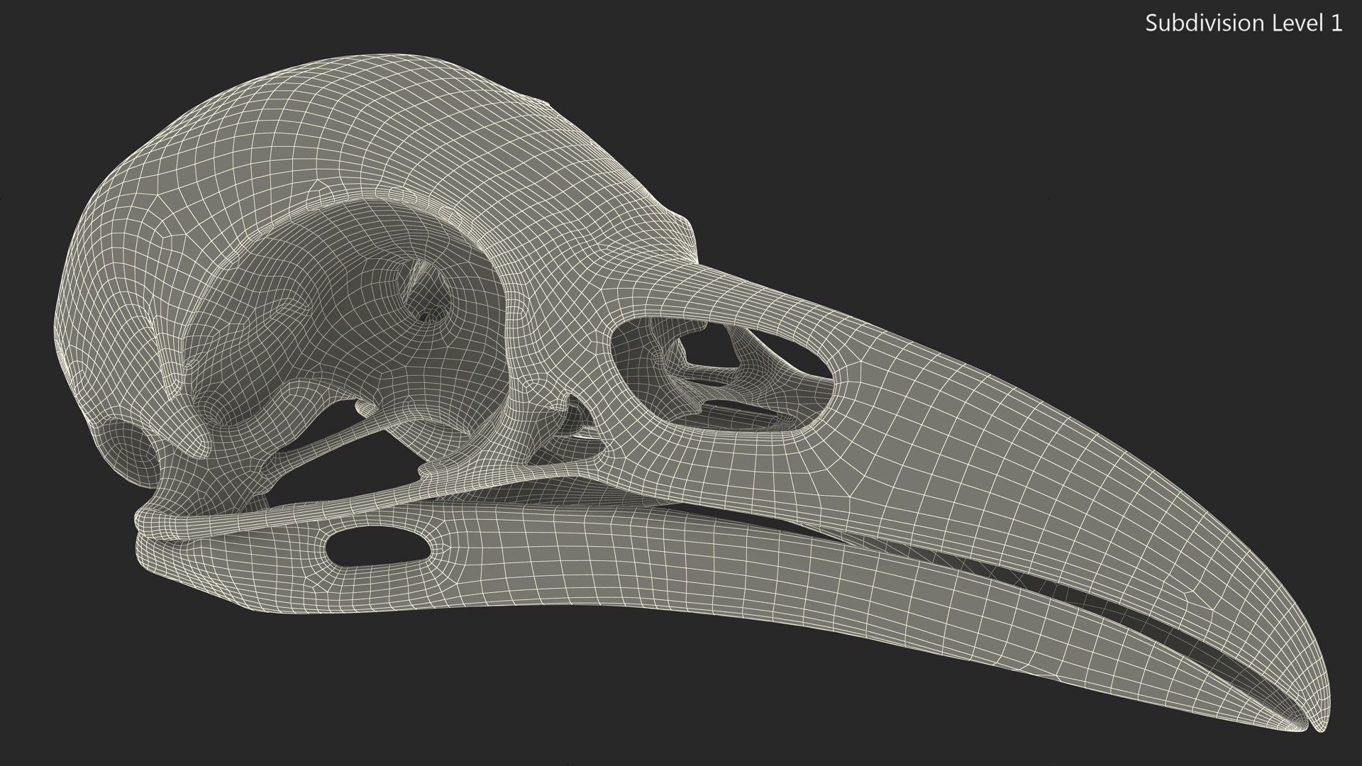 Crow Raven Skull Anatomy Model Aged 3D Model - TurboSquid 2371762