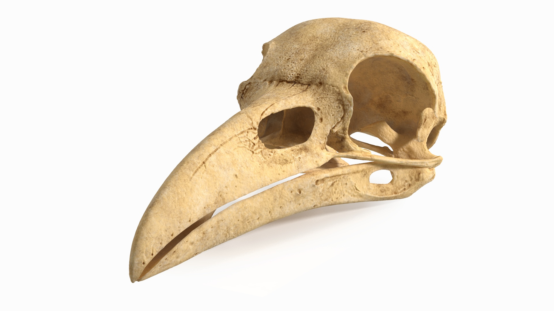 Crow Raven Skull Anatomy Model Aged 3D Model - TurboSquid 2371762
