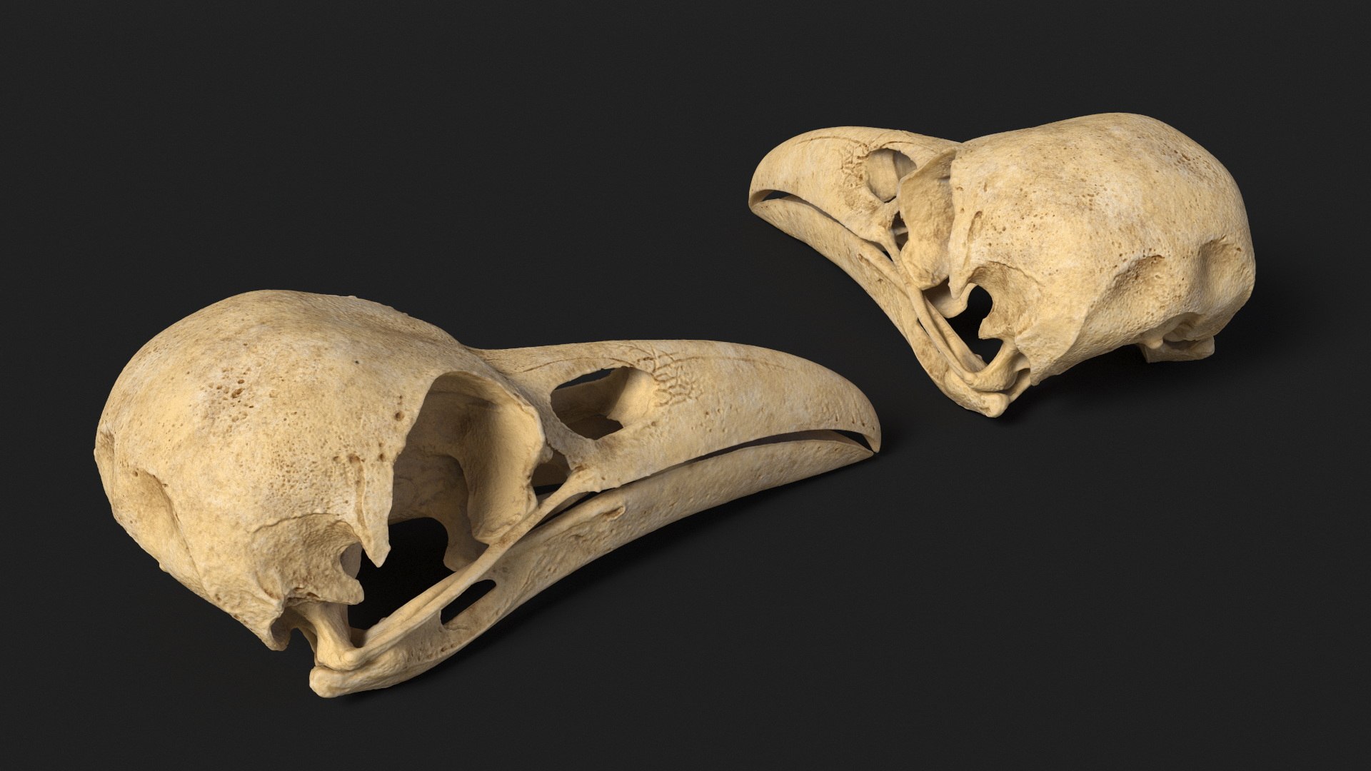 Crow Raven Skull Anatomy Model Aged 3D Model - TurboSquid 2371762