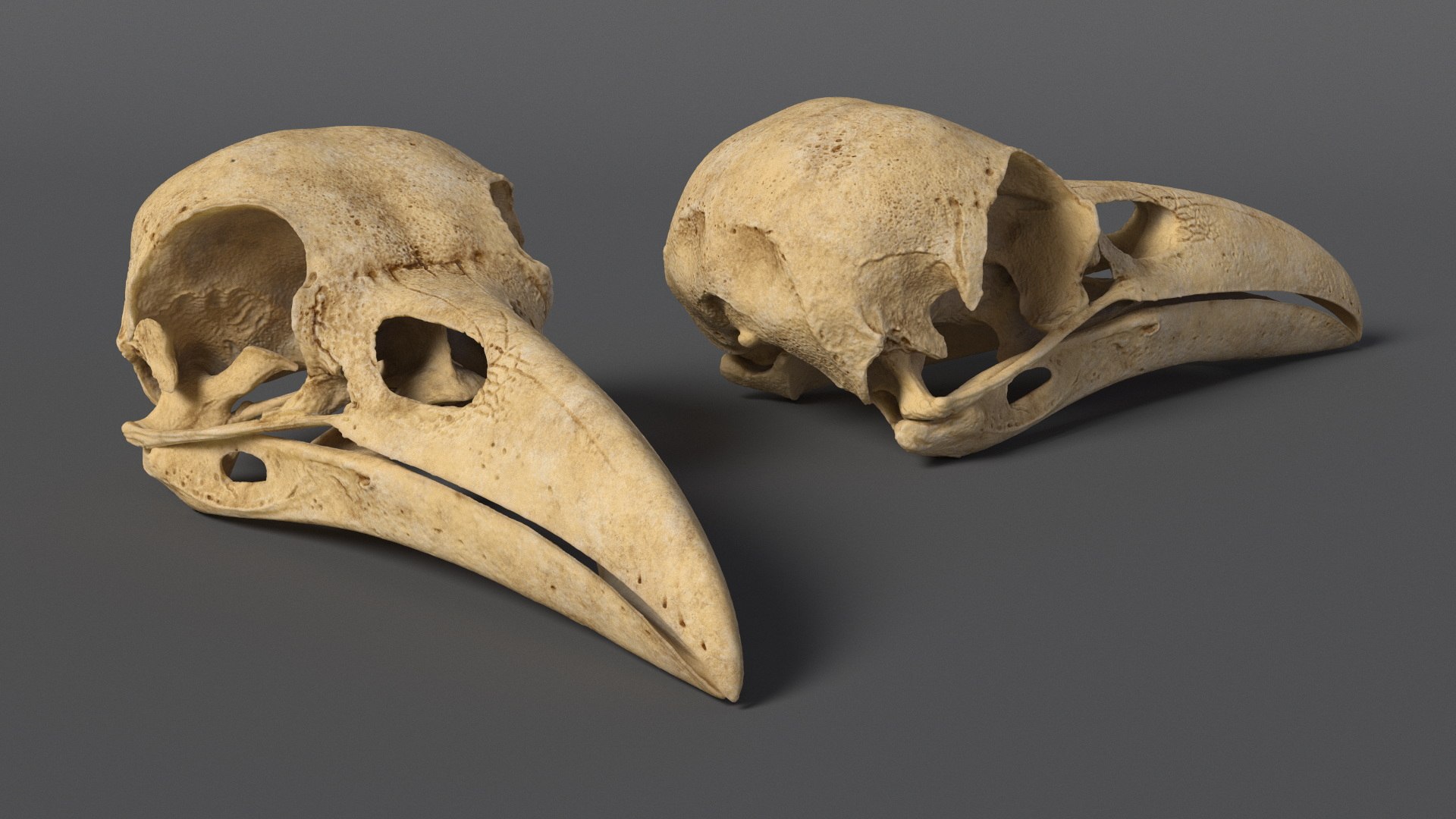 Crow Raven Skull Anatomy Model Aged 3D Model - TurboSquid 2371762