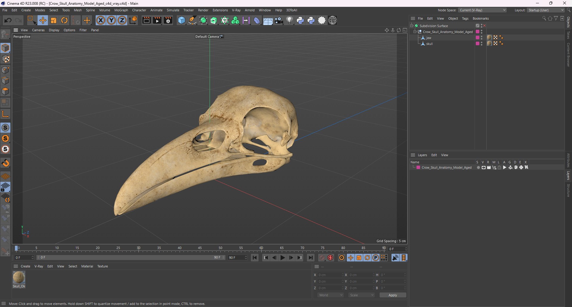 Crow Raven Skull Anatomy Model Aged 3D Model - TurboSquid 2371762