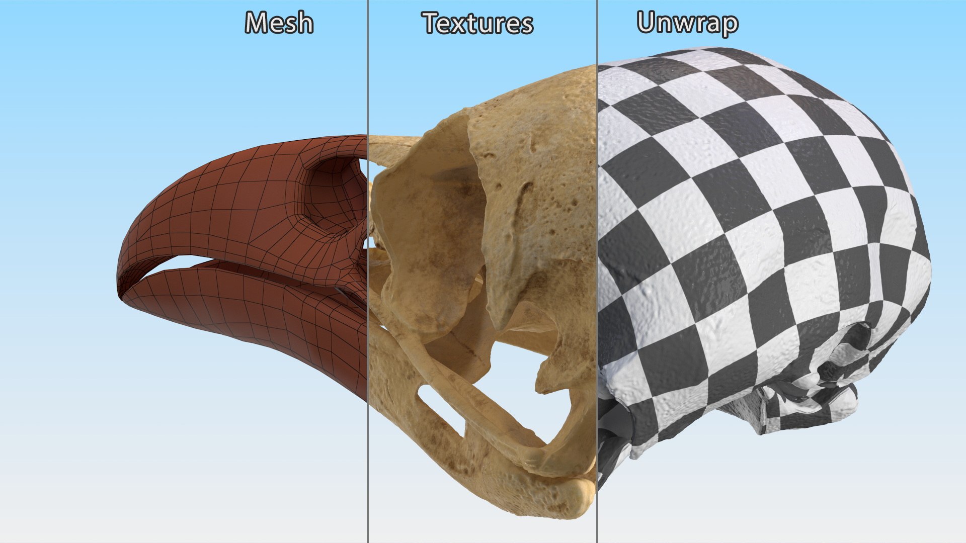 Crow Raven Skull Anatomy Model Aged 3D Model - TurboSquid 2371762