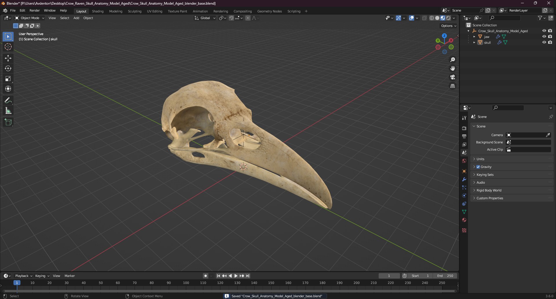 Crow Raven Skull Anatomy Model Aged 3D Model - TurboSquid 2371762