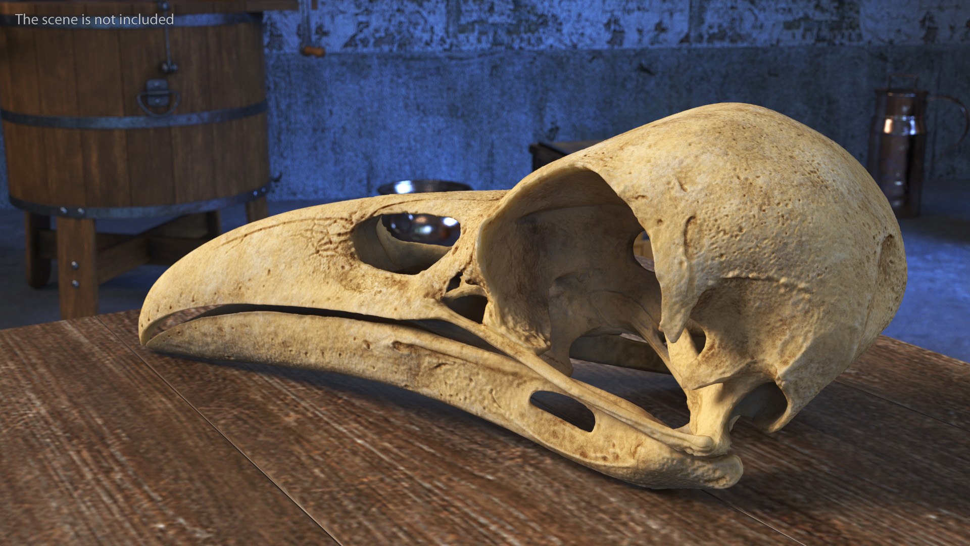 Crow Raven Skull Anatomy Model Aged 3D Model - TurboSquid 2371762