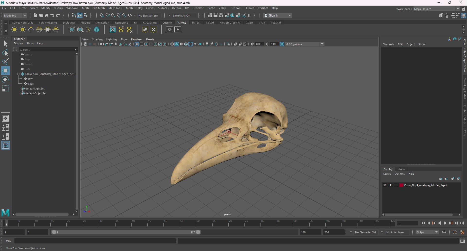 Crow Raven Skull Anatomy Model Aged 3D Model - TurboSquid 2371762
