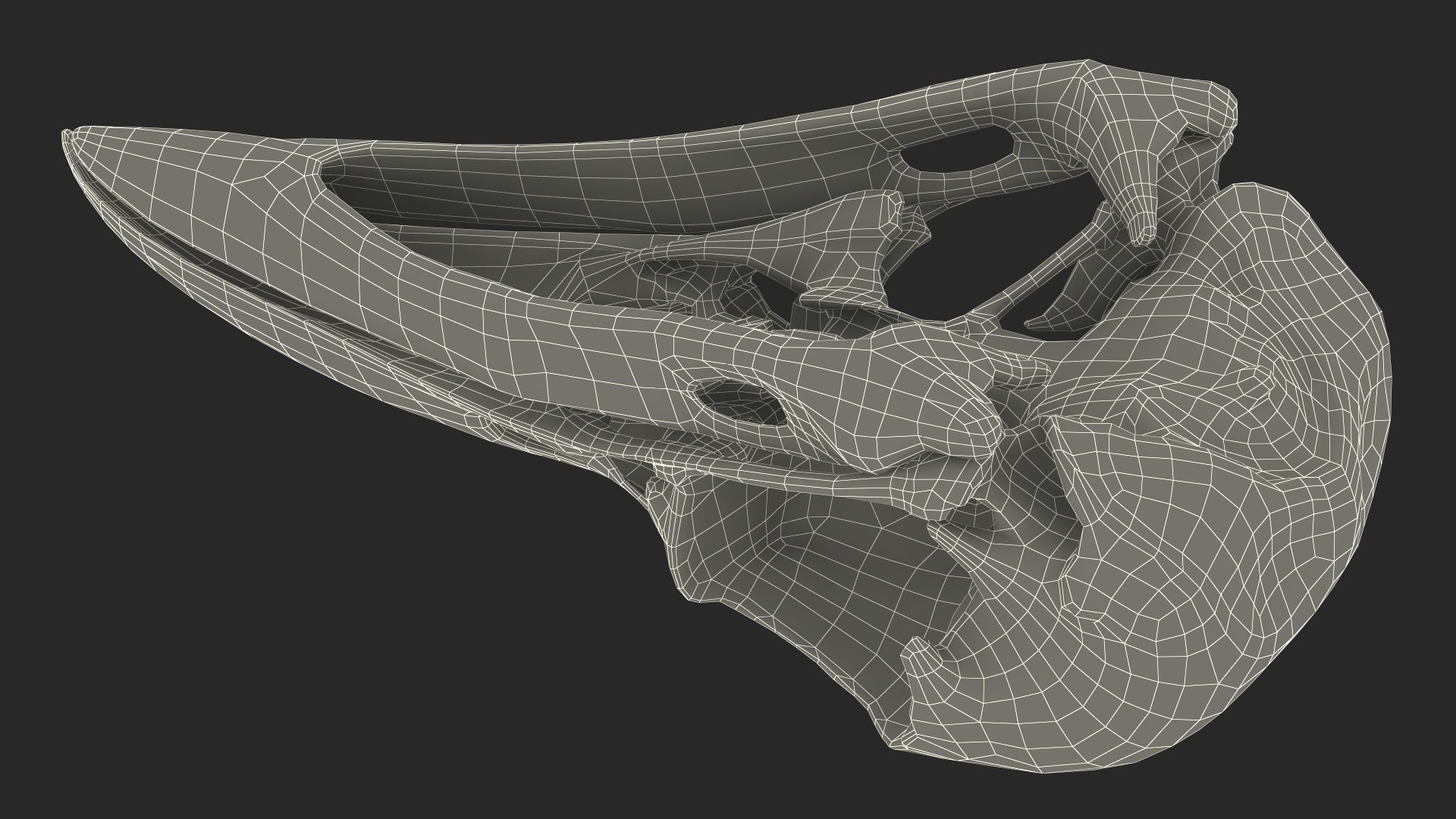 Crow Raven Skull Anatomy Model Aged 3D Model - TurboSquid 2371762