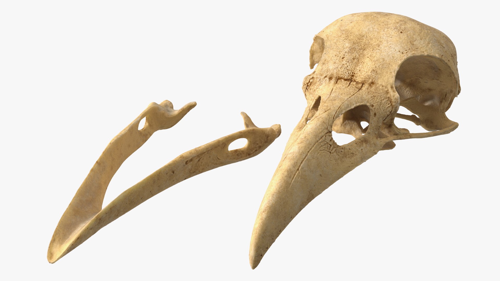 Crow Raven Skull Anatomy Model Aged 3D Model - TurboSquid 2371762