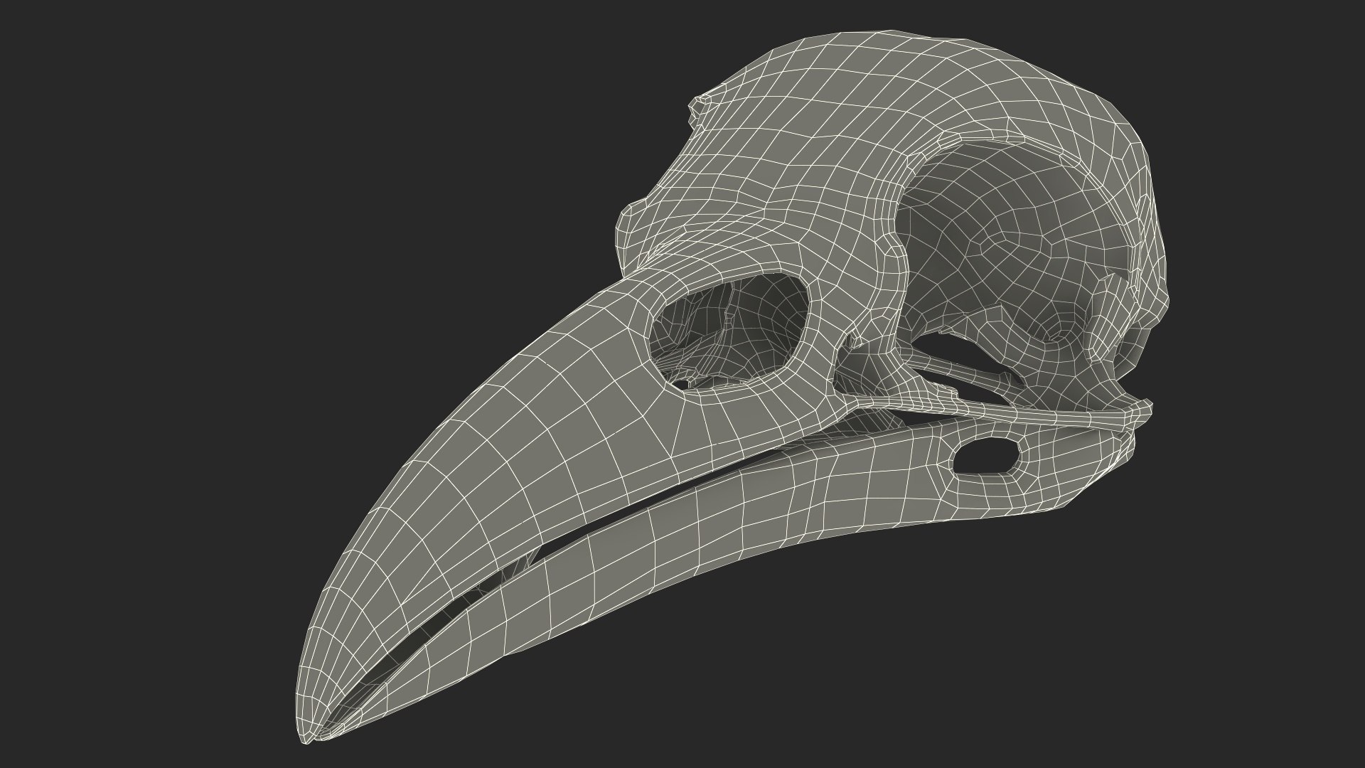 Crow Raven Skull Anatomy Model Aged 3D Model - TurboSquid 2371762