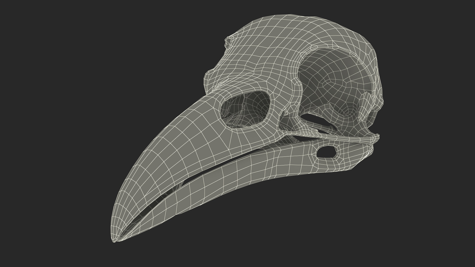 Crow Raven Skull Anatomy Model Aged 3D Model - TurboSquid 2371762