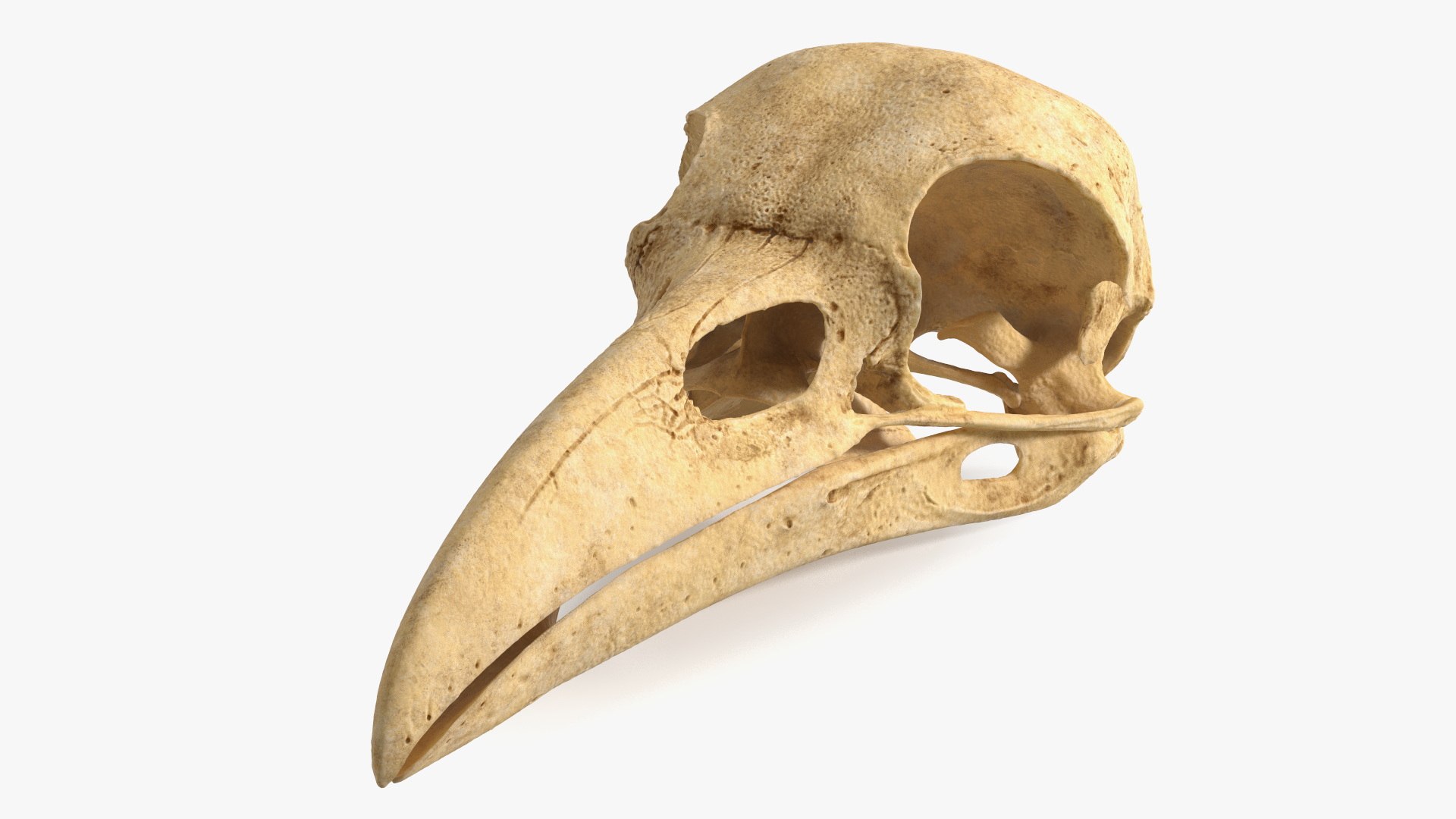 crow skull side view
