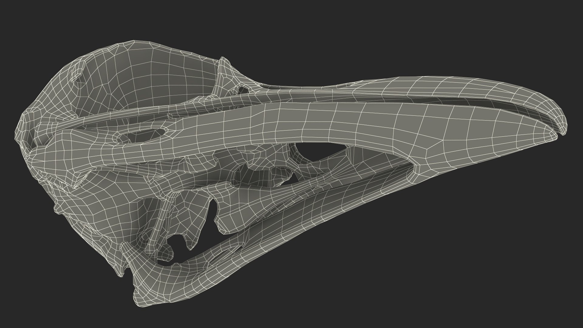 Crow Raven Skull Anatomy Model Aged 3D Model - TurboSquid 2371762