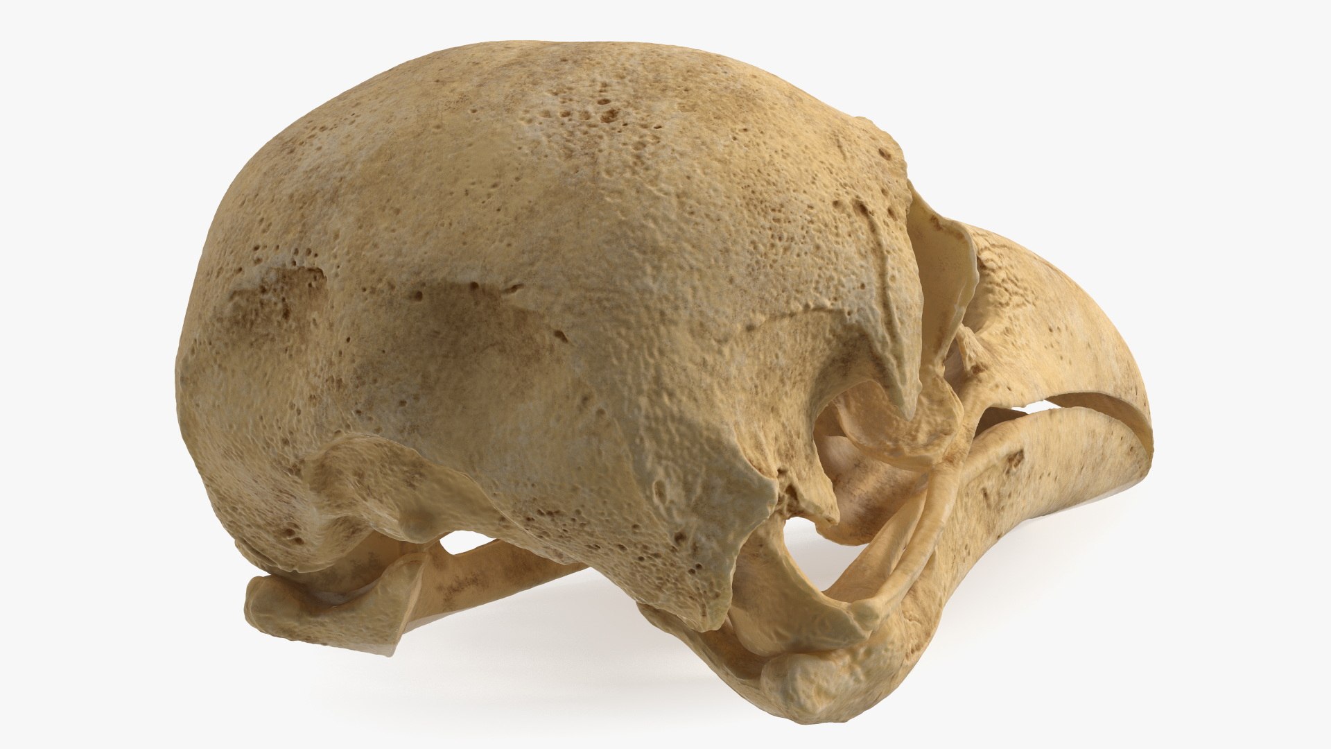 Crow Raven Skull Anatomy Model Aged 3D Model - TurboSquid 2371762