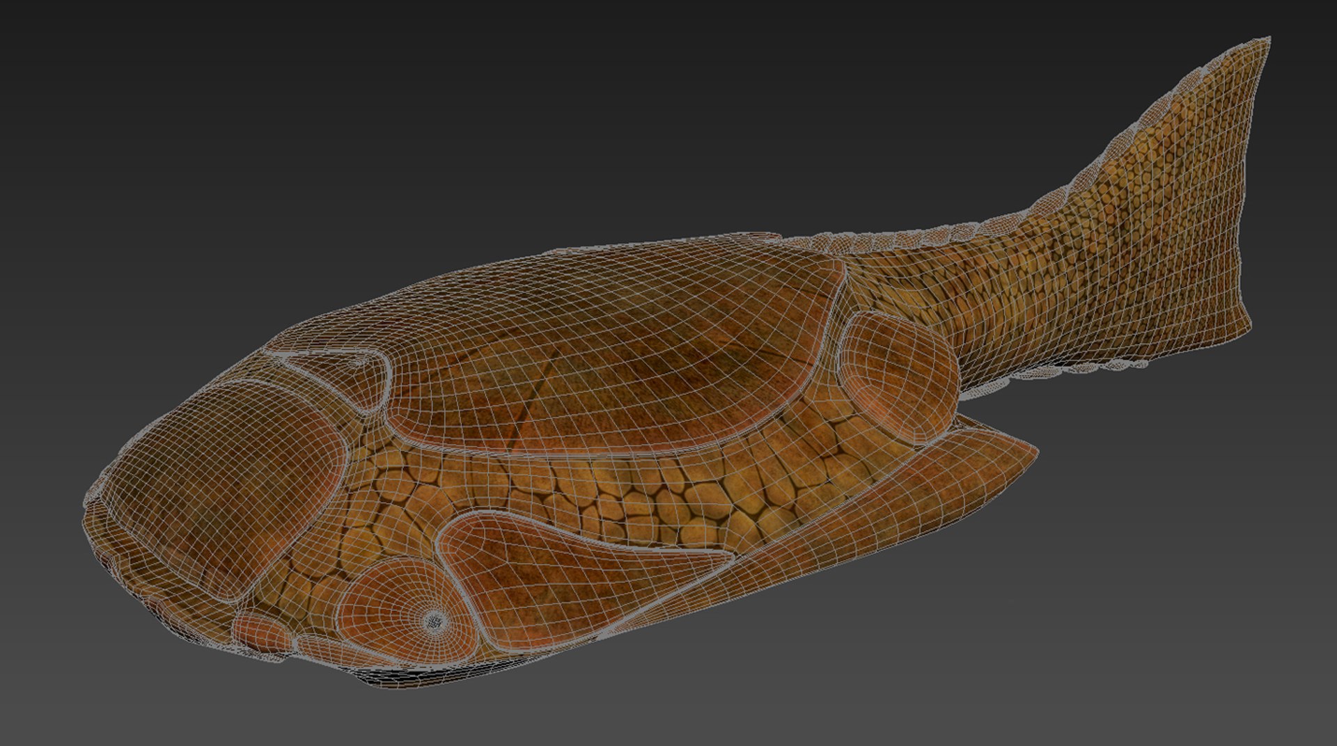 Extinct Bothriolepis Cephalaspis 3D Model - TurboSquid 1613607