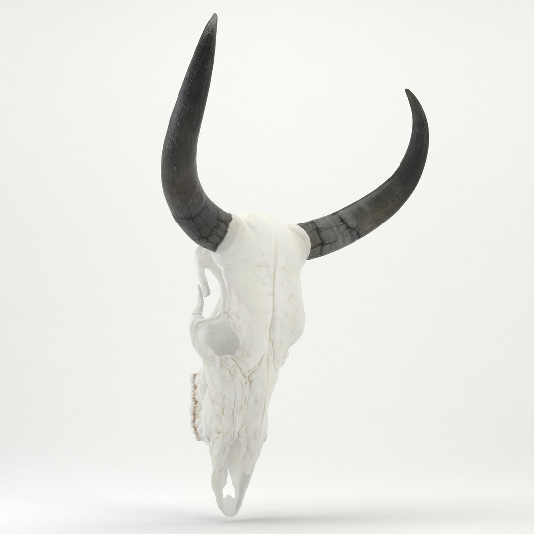 Sculpted Bull Skull 3D Model - TurboSquid 1171696