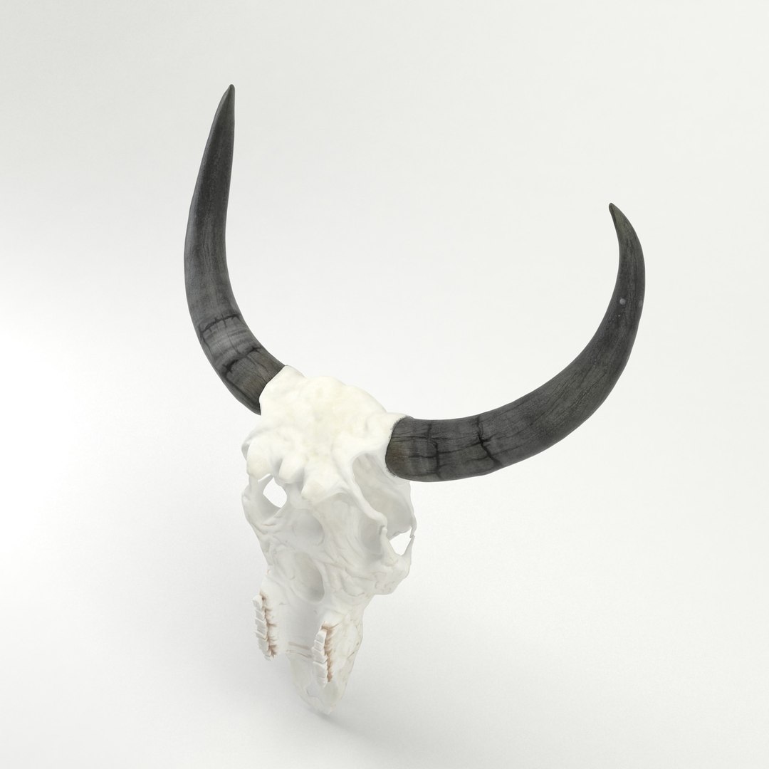 Sculpted Bull Skull 3D Model - TurboSquid 1171696