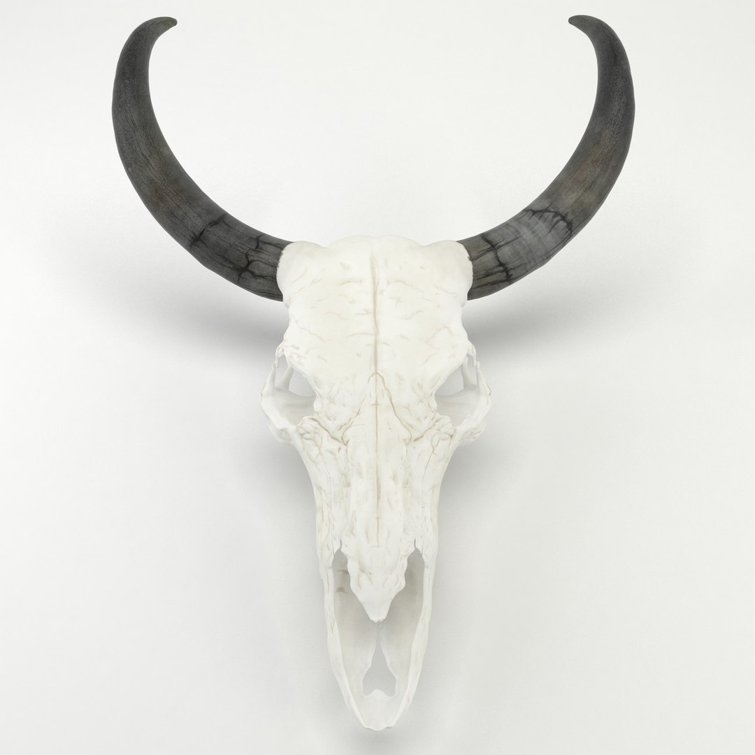 Sculpted Bull Skull 3D Model - TurboSquid 1171696
