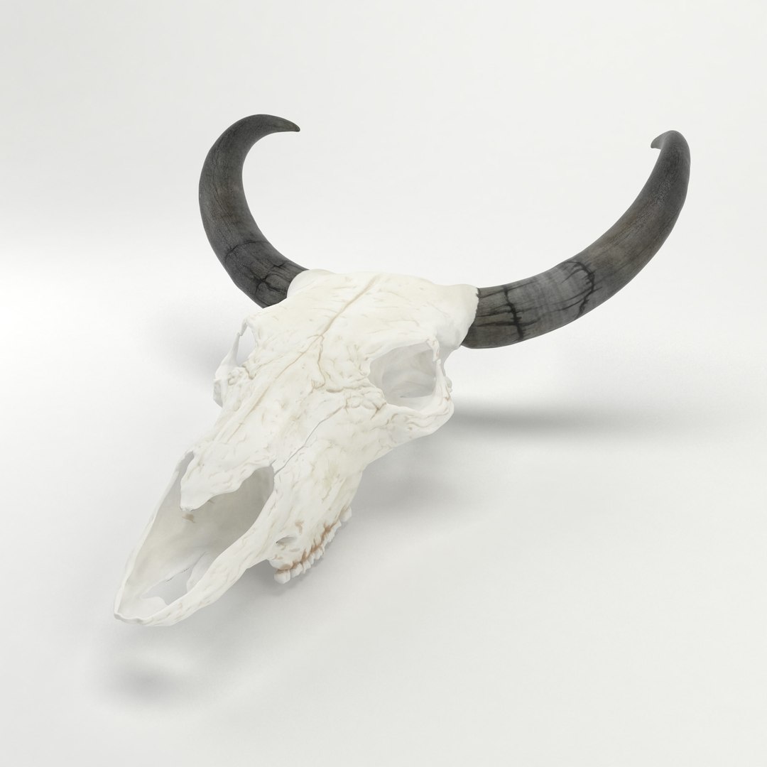 Sculpted Bull Skull 3D Model - TurboSquid 1171696